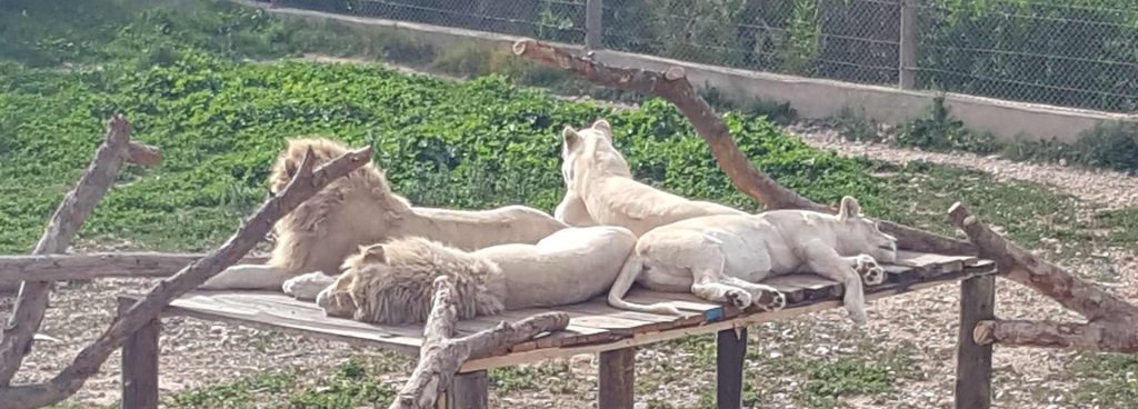 Tigre e companhia no Parque Friguia – Guia turístico do grupo DERTOUR ...